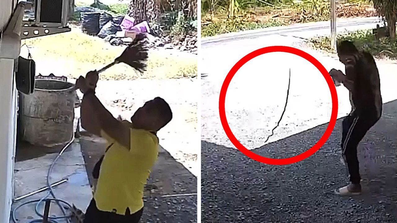 Flying snake! Homeowner hurls reptile at friend in hilarious epic fail