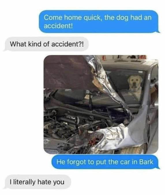 48 Funny Dog Memes That’ll Have You Howling With Laughter (March 29, 2025)