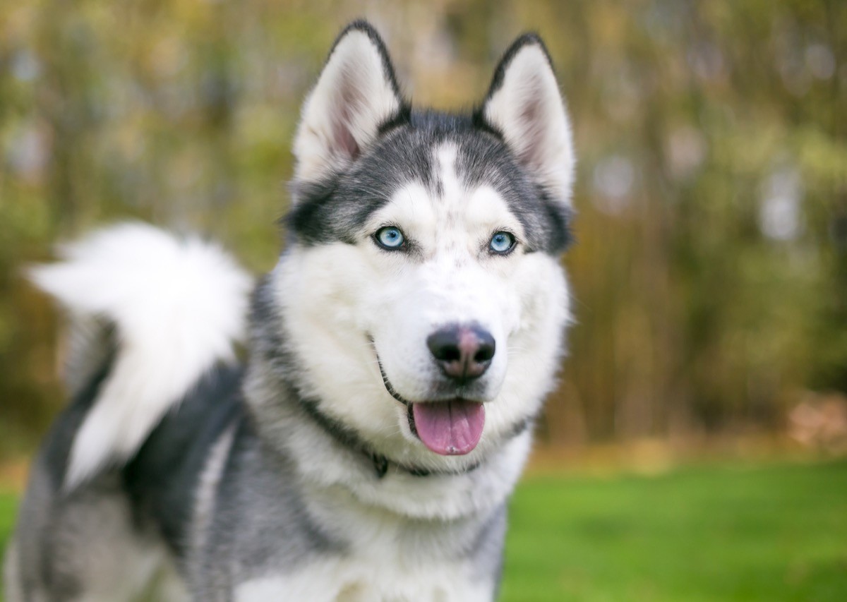 Top 10 Dog Breeds That Bark the Most, Veterinarians Say