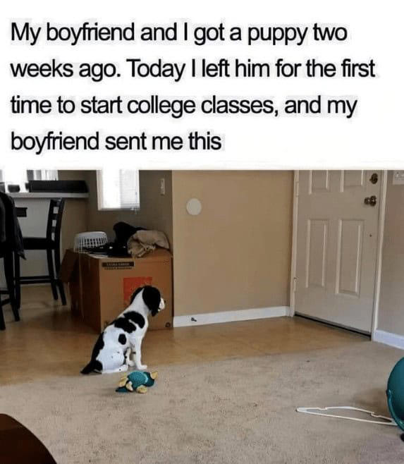 48 Funny Dog Memes That’ll Have You Howling With Laughter (March 29, 2025)