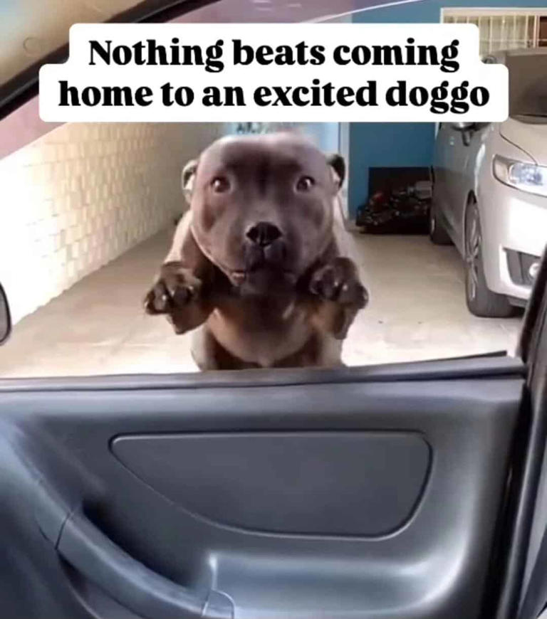 48 Funny Dog Memes That’ll Have You Howling With Laughter (March 29, 2025)