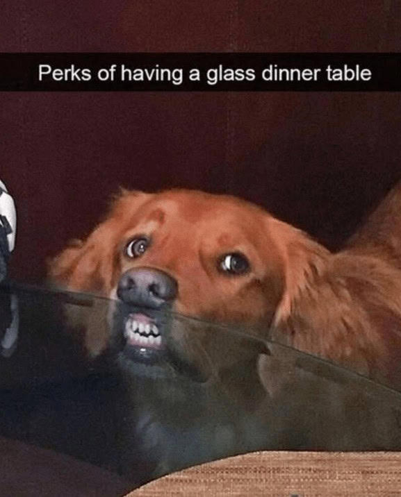 48 Funny Dog Memes That’ll Have You Howling With Laughter (March 29, 2025)