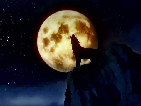 Learn all about the wolf's howl and how ears pick up sound on 'iBilib'