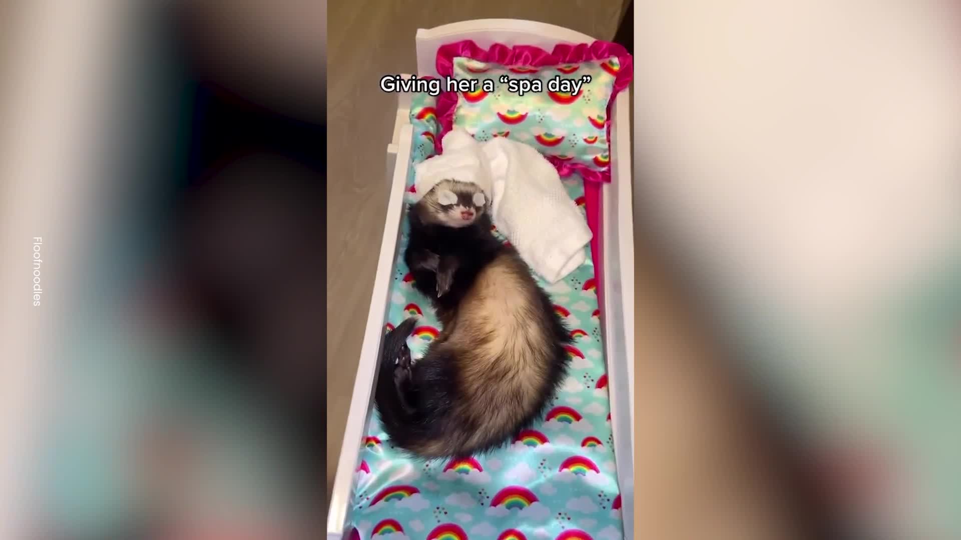 Watch These Animals Live Their Best Lives in This Heartwarming Compilation