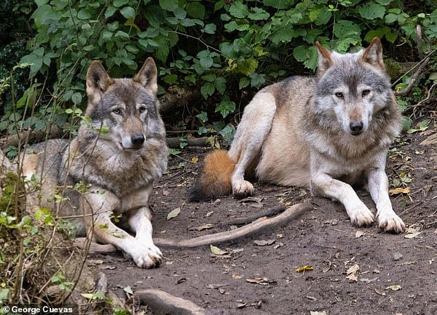 Scientists want to bring WOLVES and BEARS back to Britain