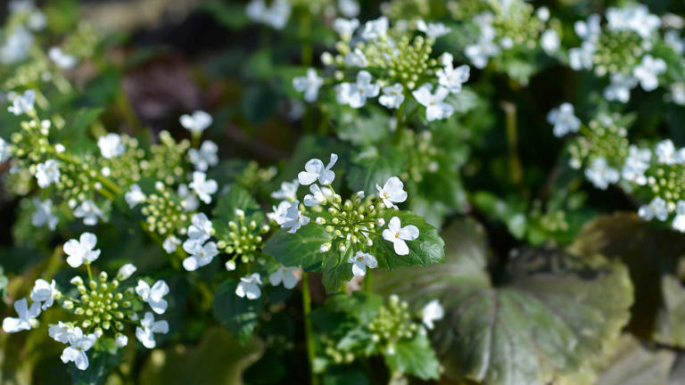 Brighten gloomy spots in your garden with these 8 expert-approved ...