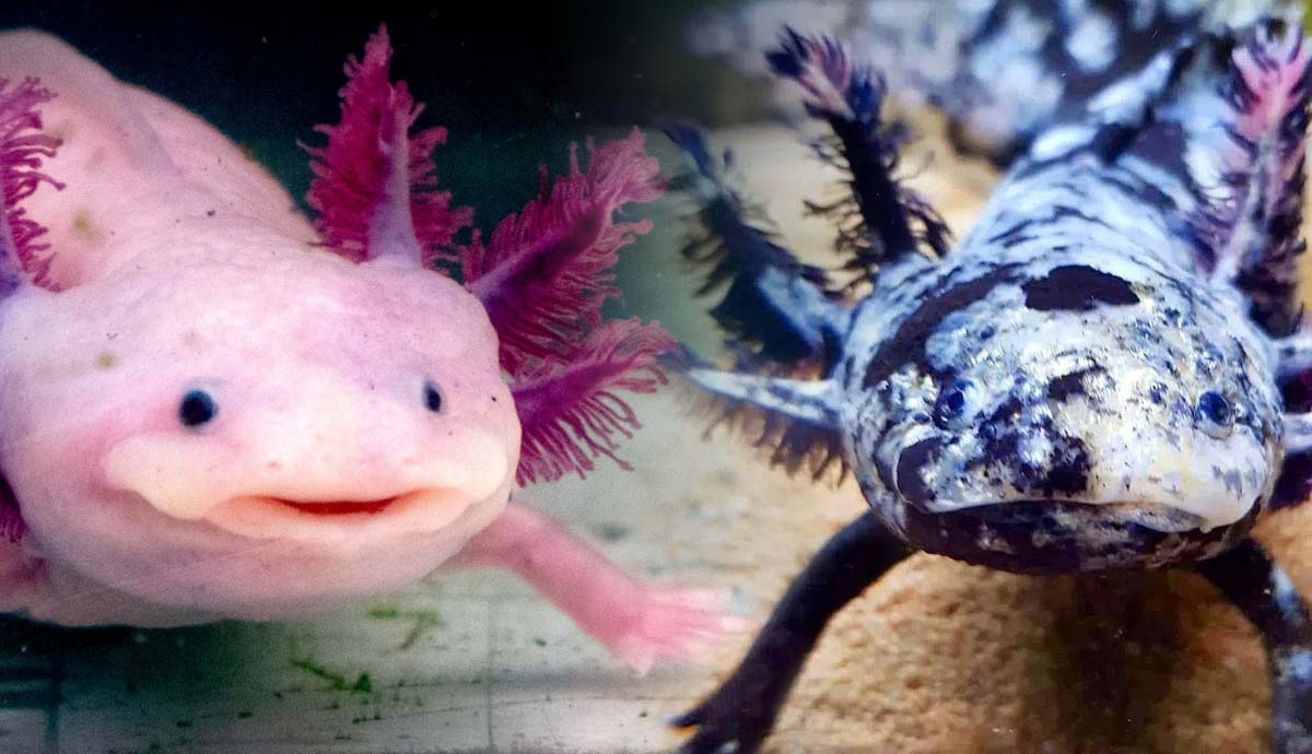 What Are the Rarest Axolotl Morphs?