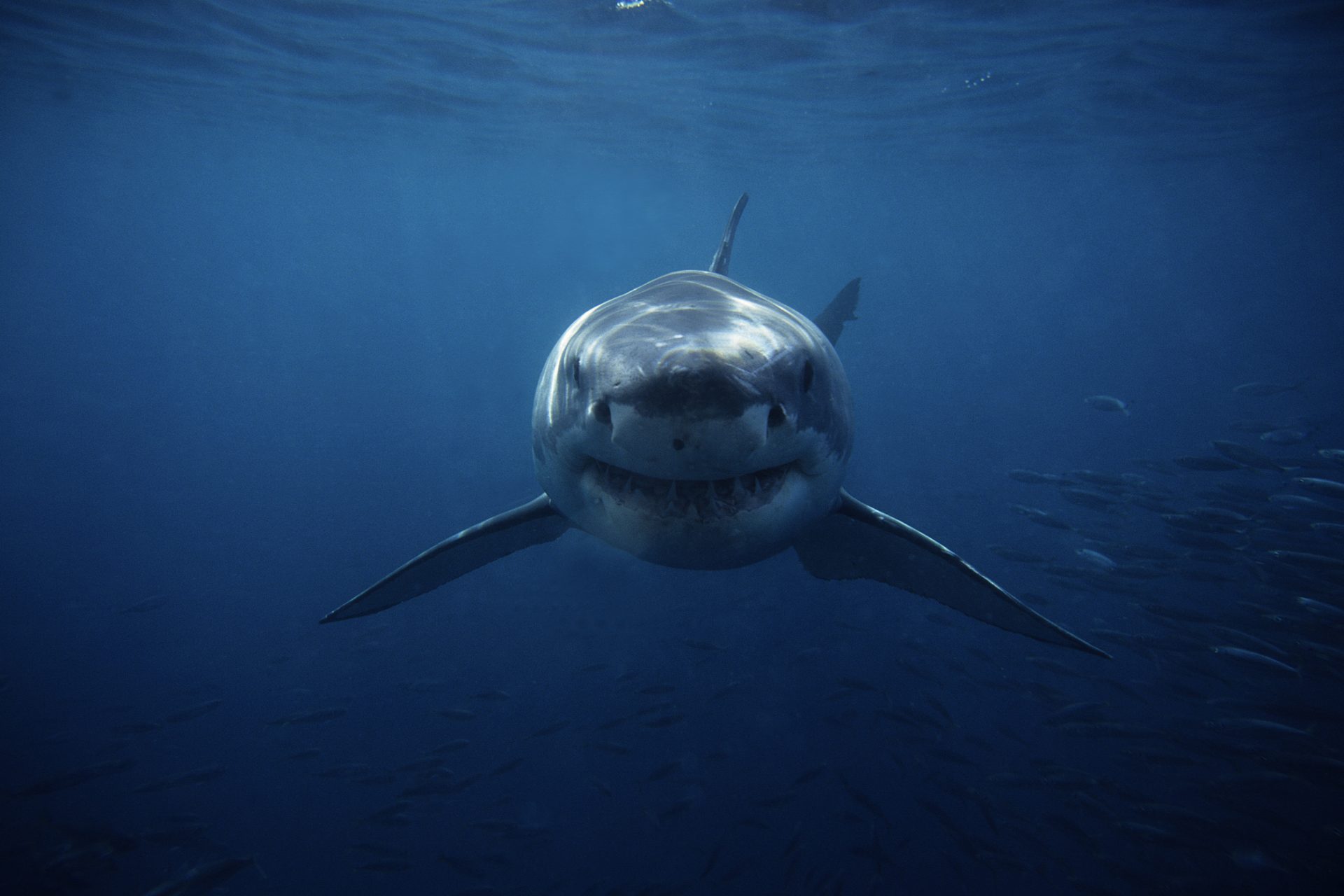 Scientists reveal the secrets of the ocean's most miraculous shark