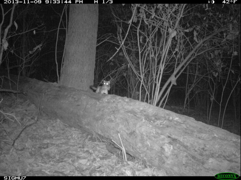 Sneaky weasels caught on camera with surprising bait choice