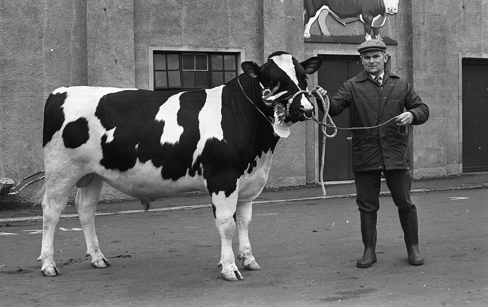 Brisk trade for Friesians at club show and sale held at Banbridge (1978)