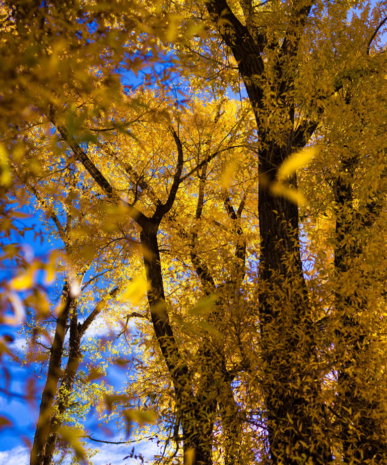 Safety is the number one reason to prune a cottonwood tree – an ...