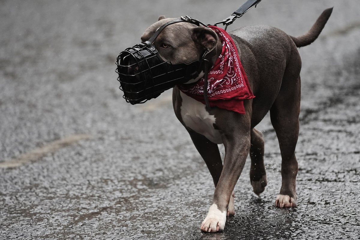 XL bully ban upheld after campaigners lose Court of Appeal challenge