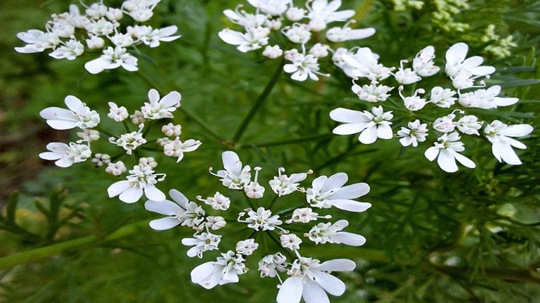 12 Popular Herbs Make The Perfect Filler Plants For Your Garden