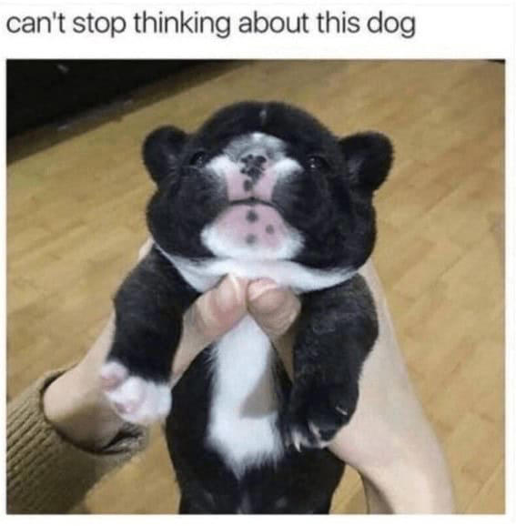 48 Funny Dog Memes That’ll Have You Howling With Laughter (March 29, 2025)