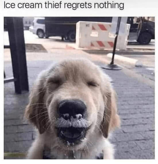 48 Funny Dog Memes That’ll Have You Howling With Laughter (March 29, 2025)