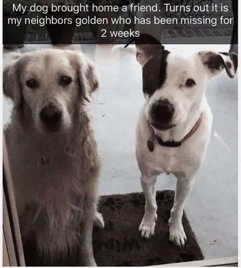 48 Funny Dog Memes That’ll Have You Howling With Laughter (March 29, 2025)