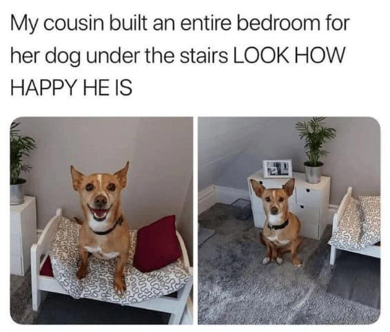 48 Funny Dog Memes That’ll Have You Howling With Laughter (March 29, 2025)