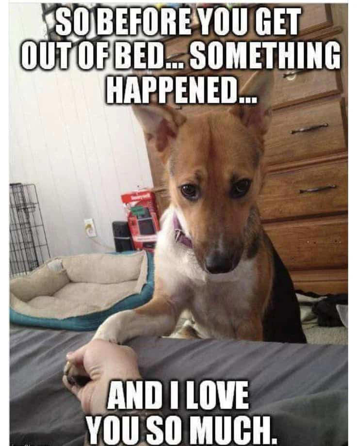 48 Funny Dog Memes That’ll Have You Howling With Laughter (March 29, 2025)