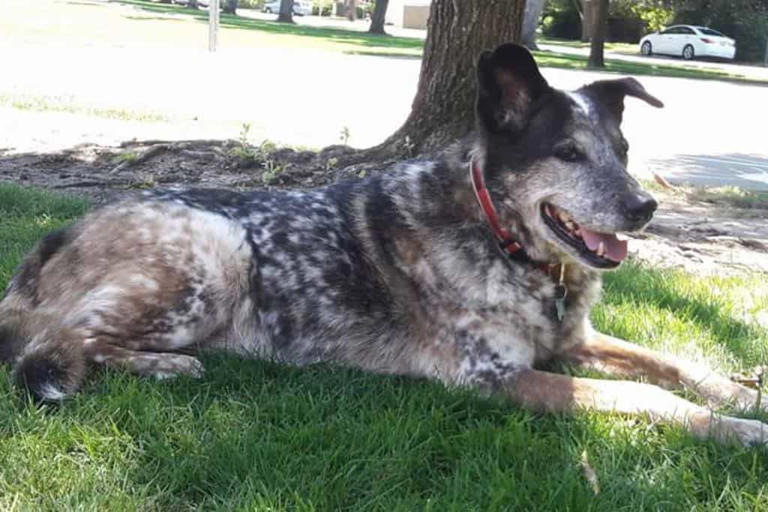 Looking for the Best Travel Dog? Here’s How to Find the Right Rescue