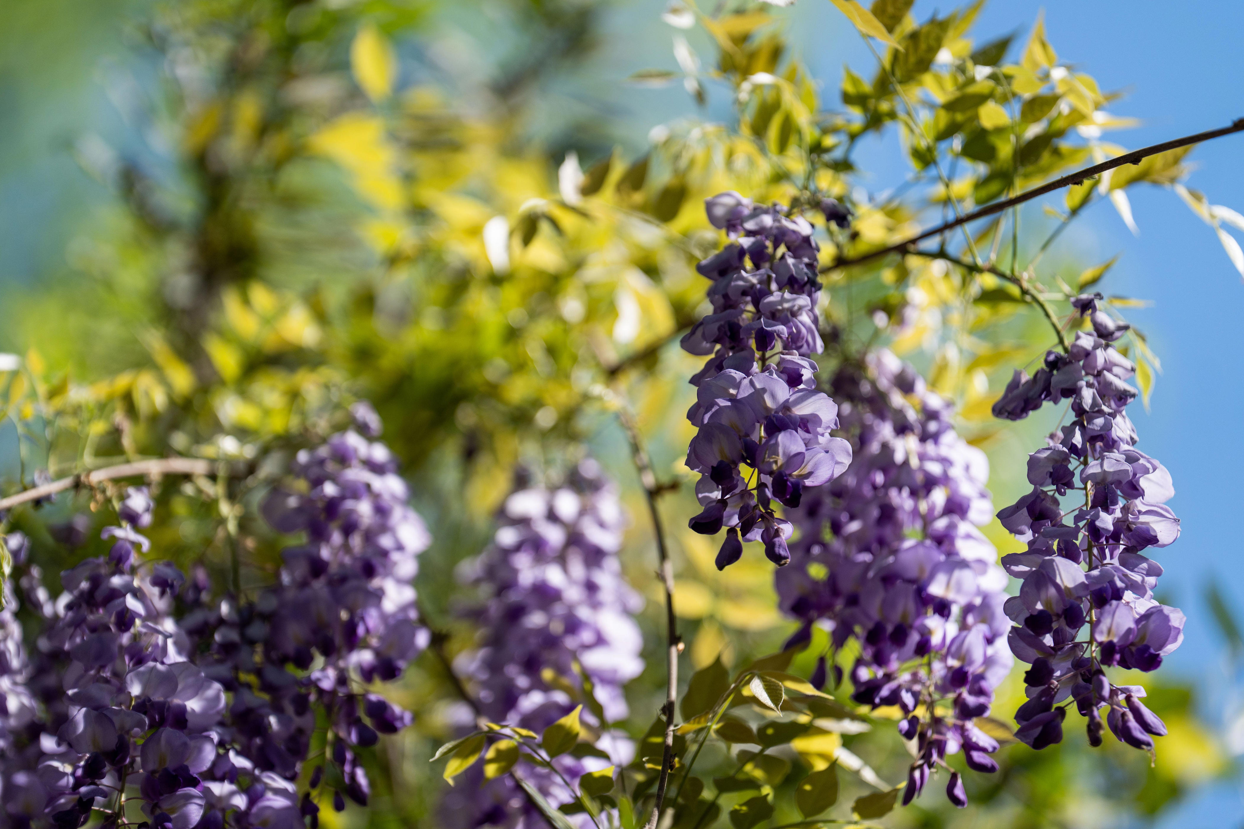 Spring is springing, lifting spirits with nature's splendor