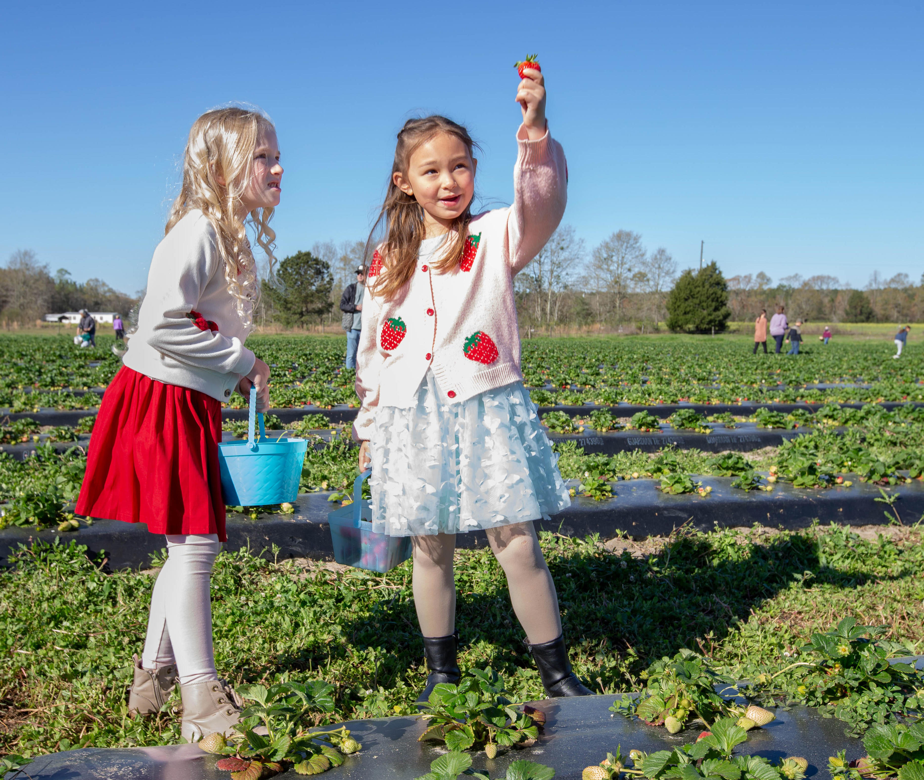 When is strawberry season in Tennessee? Here's when berries grow