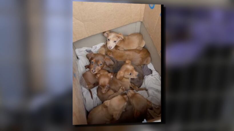 People are dumping pets at alarming rates as Western ND shelters try to ...