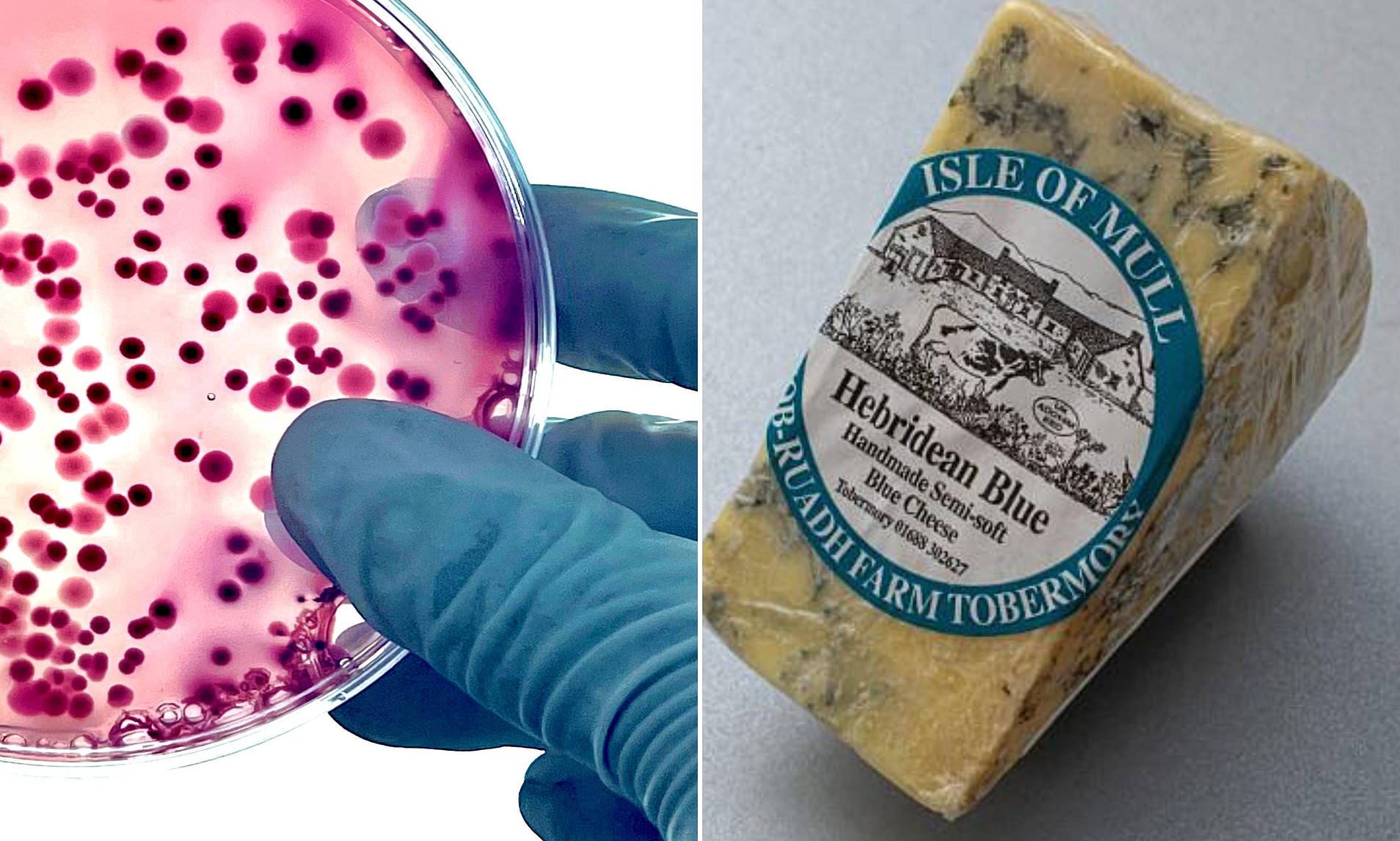 Urgent recall of Scots cheese over E.coli risk