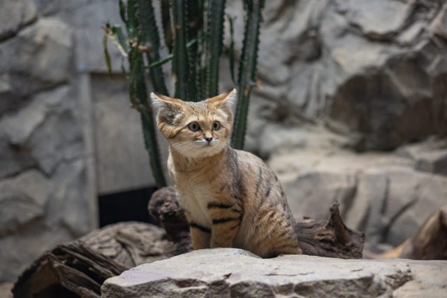 Researchers ecstatic as trail cameras capture rare footage of elusive ...