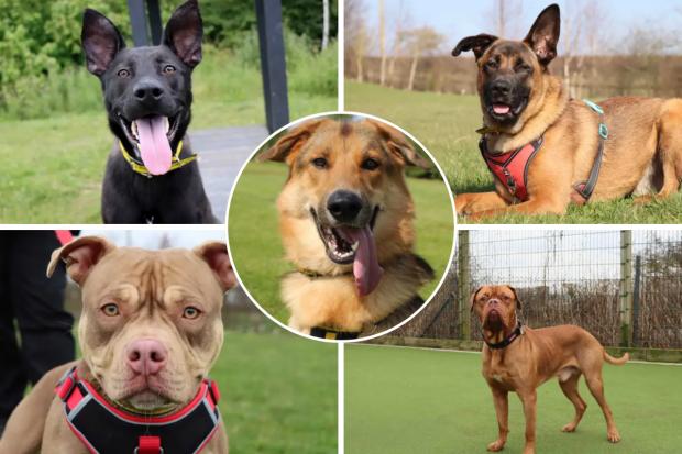 Dogs Trust Darlington: Five fun loving pups looking for their fur-ever ...