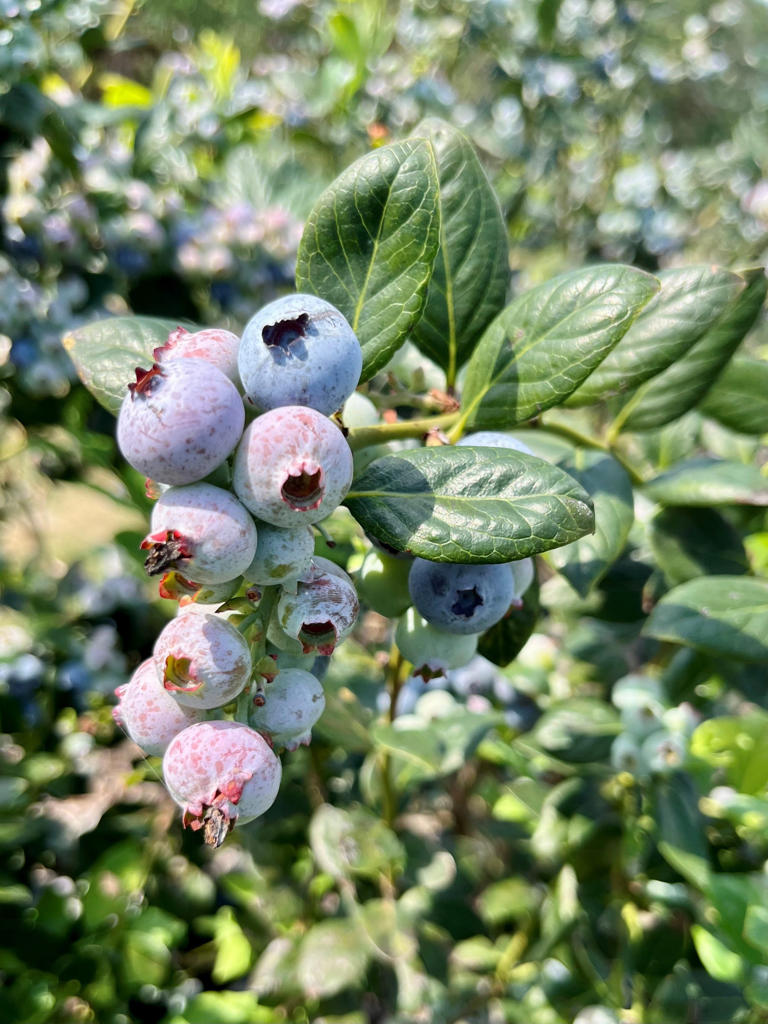 Quick road trip to U-pick blueberry farm is well worth the drive from ...