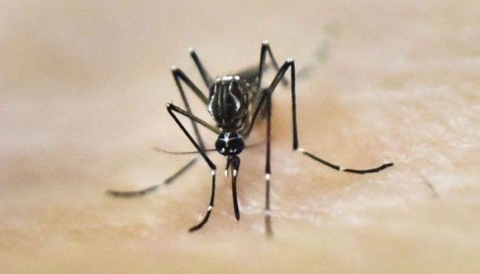 76,425 dengue cases logged nationwide