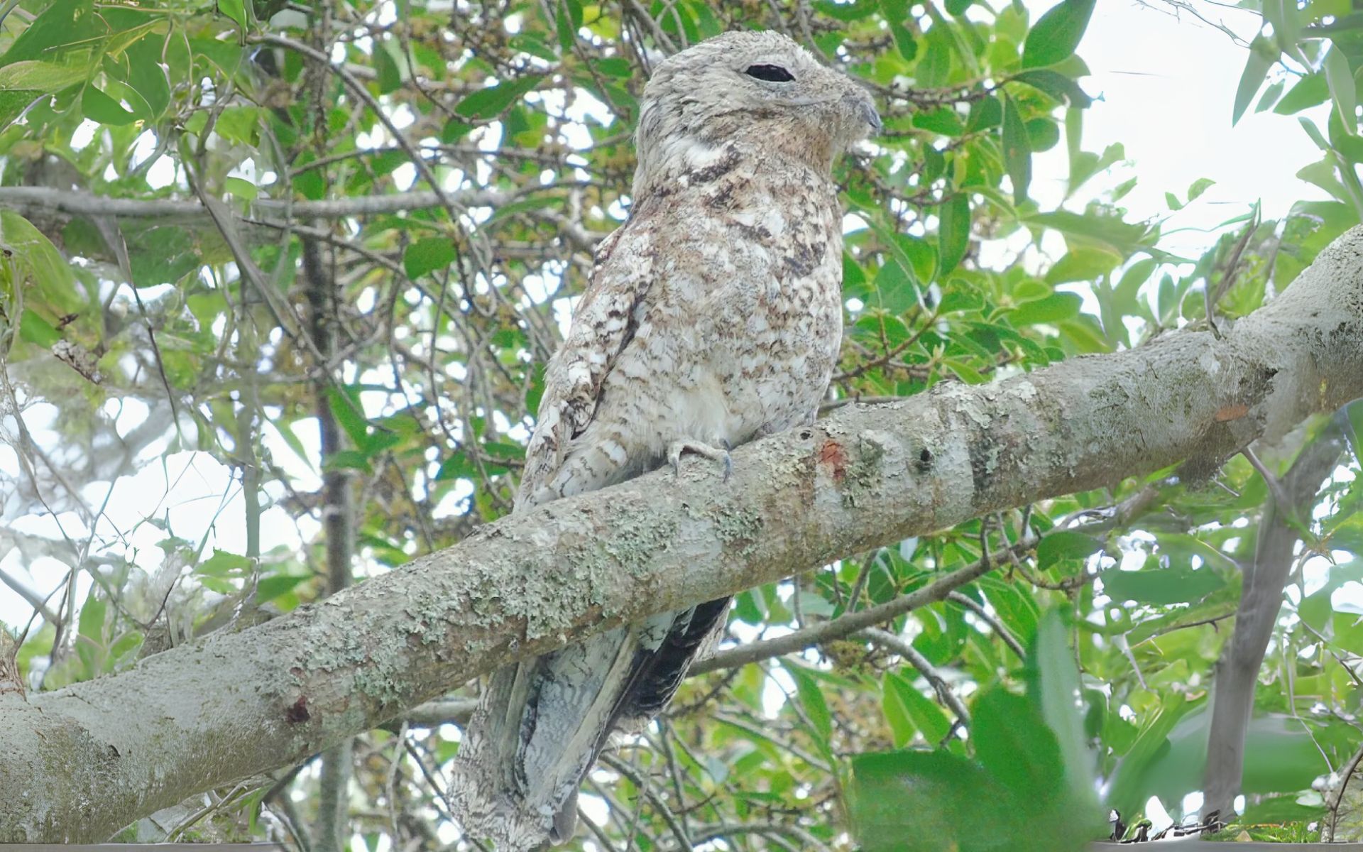 Meet the Great Potoo, South America’s Elusive Bird With a Haunting Growl