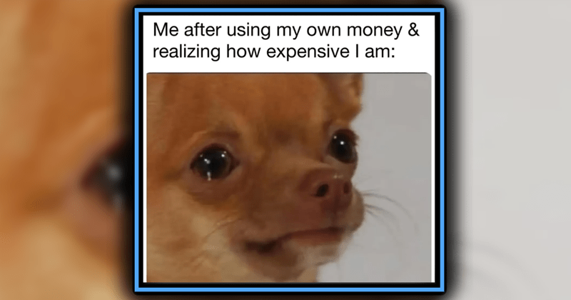 21 Fluffy and Frustrated Animal Memes Fur Hoomans Who Can’t Shake Off ...