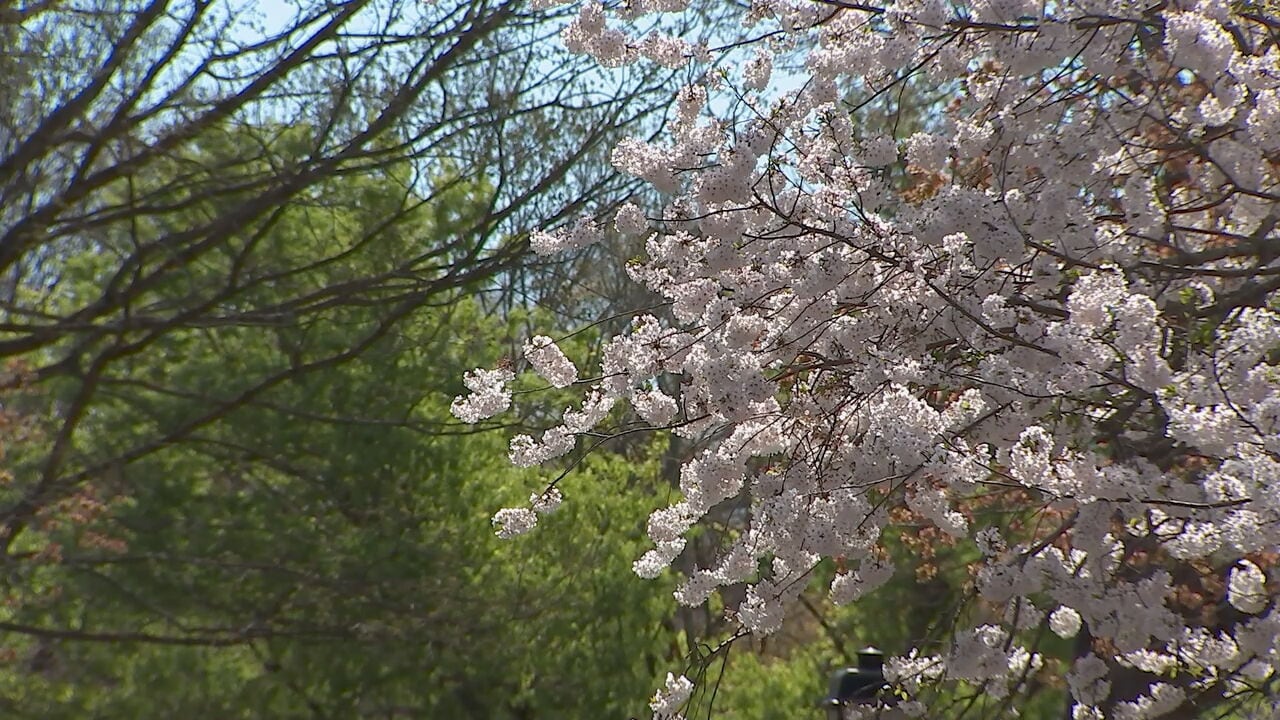 Metro Atlanta pollen count surpasses 35-year record high