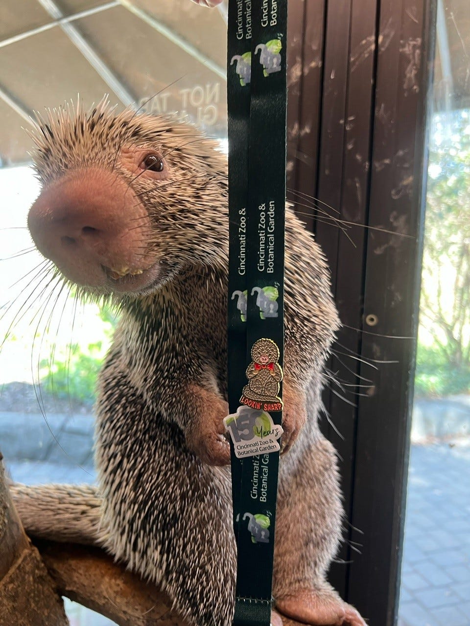 Cincinnati Zoo is now like Disney World after 'pin-troducing' this new ...