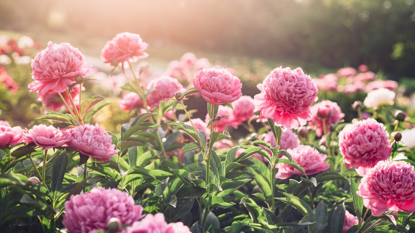 Want to guarantee beautiful peonies blooms this year? The trick is to ...