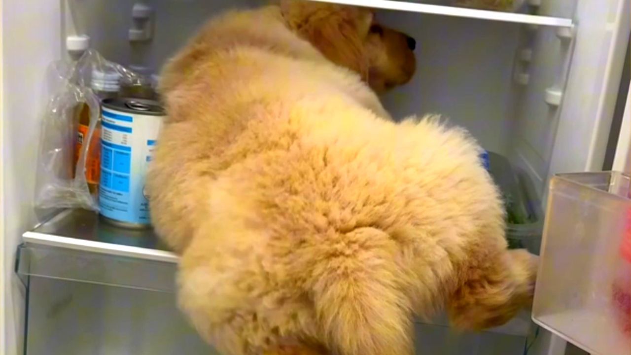 Kleiner Vielfraß: Welpe macht Erkundungstour in Kühlschrank