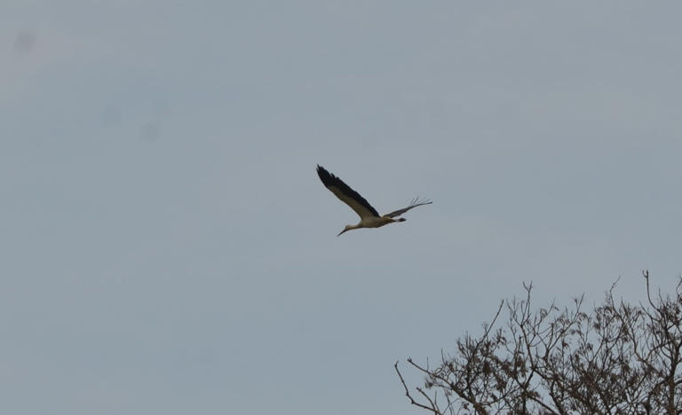 Apartmanı andıran ‘Leylek Ormanı’ şenlendi