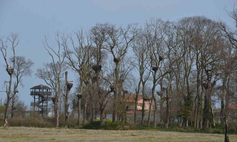 Apartmanı andıran ‘Leylek Ormanı’ şenlendi