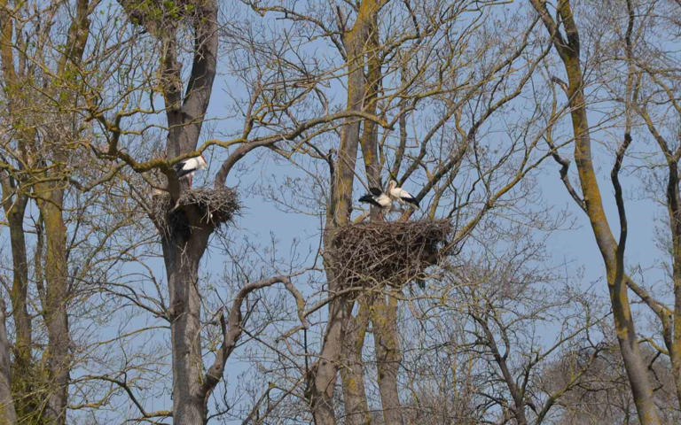 Apartmanı andıran ‘Leylek Ormanı’ şenlendi