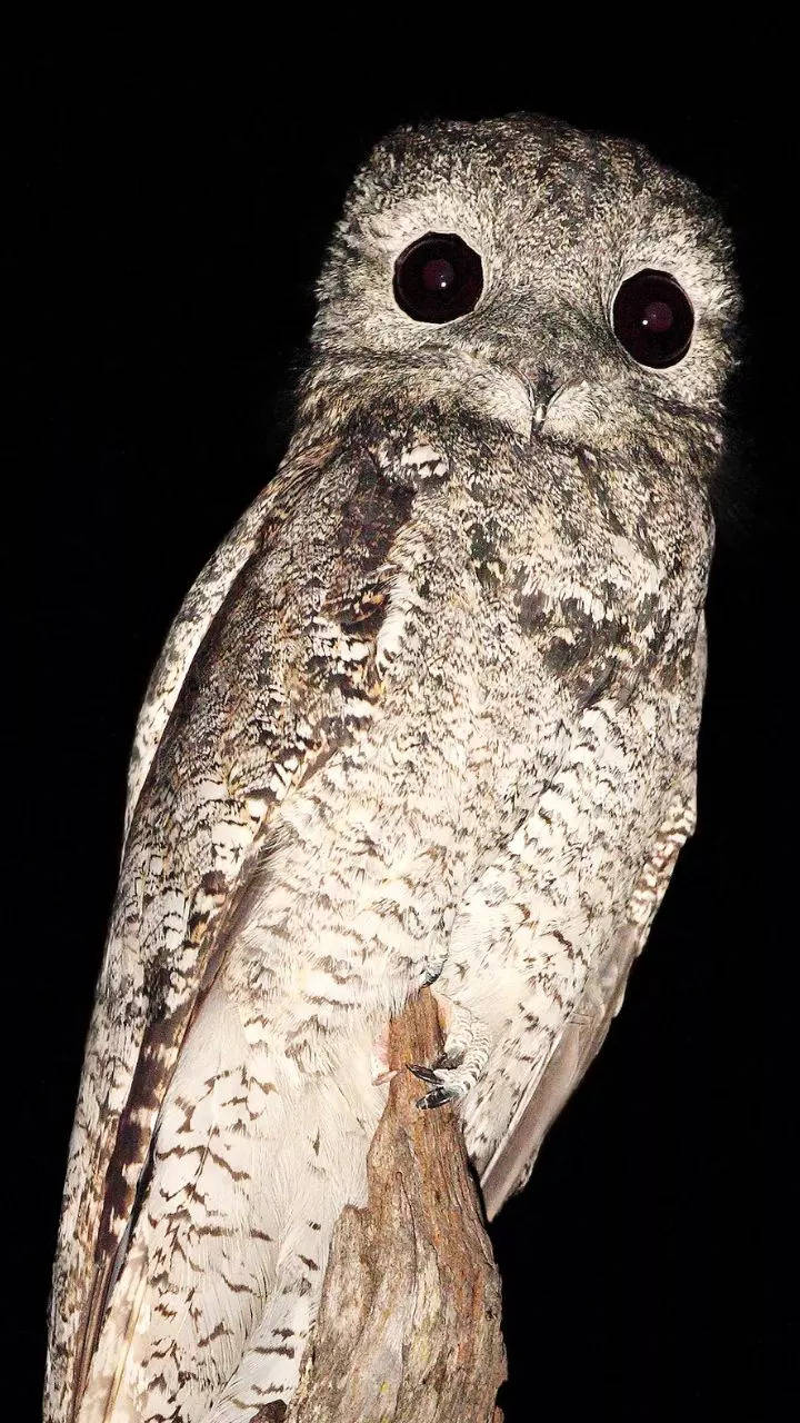 Great Potoo: A bird that can see without opening its eyes