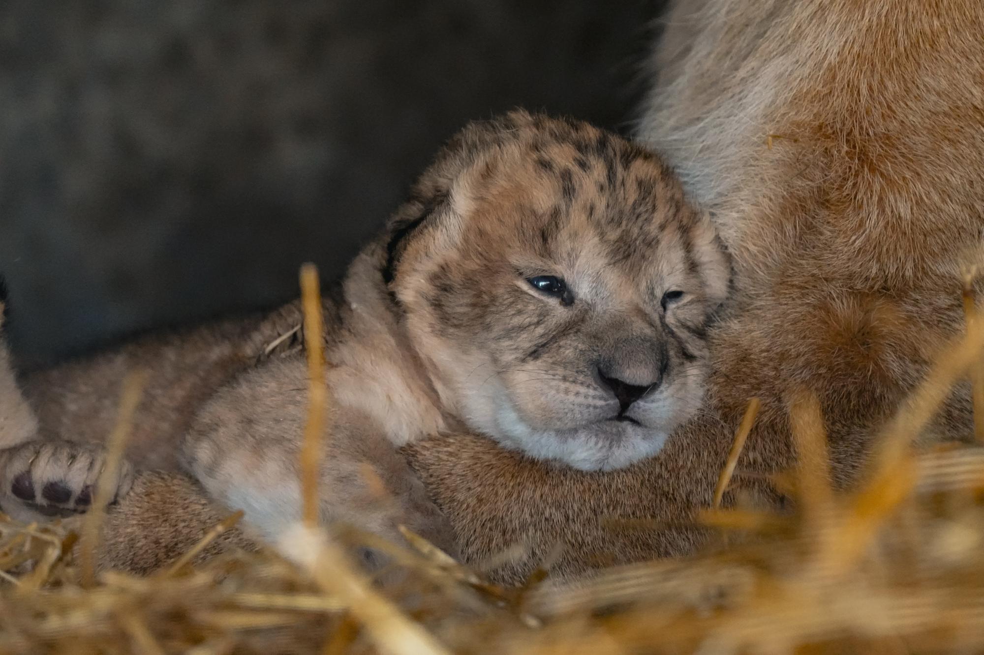 Cute video shows newborn lion cubs with lioness mum rescued from Ukraine