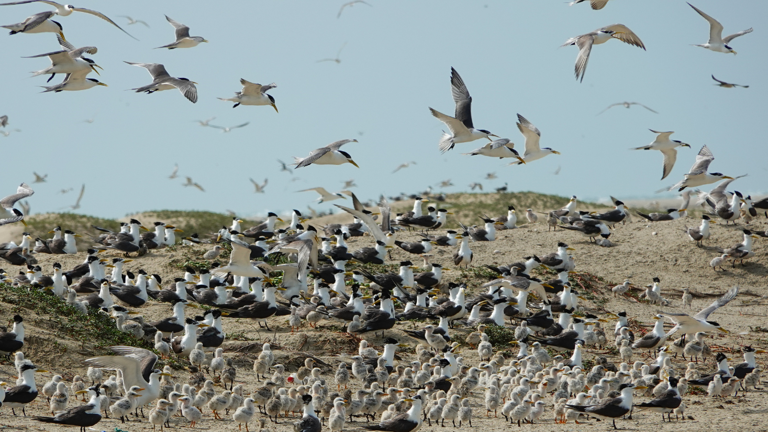 Breakthrough seabird discovery: Large breeding grounds found on Gulf of ...