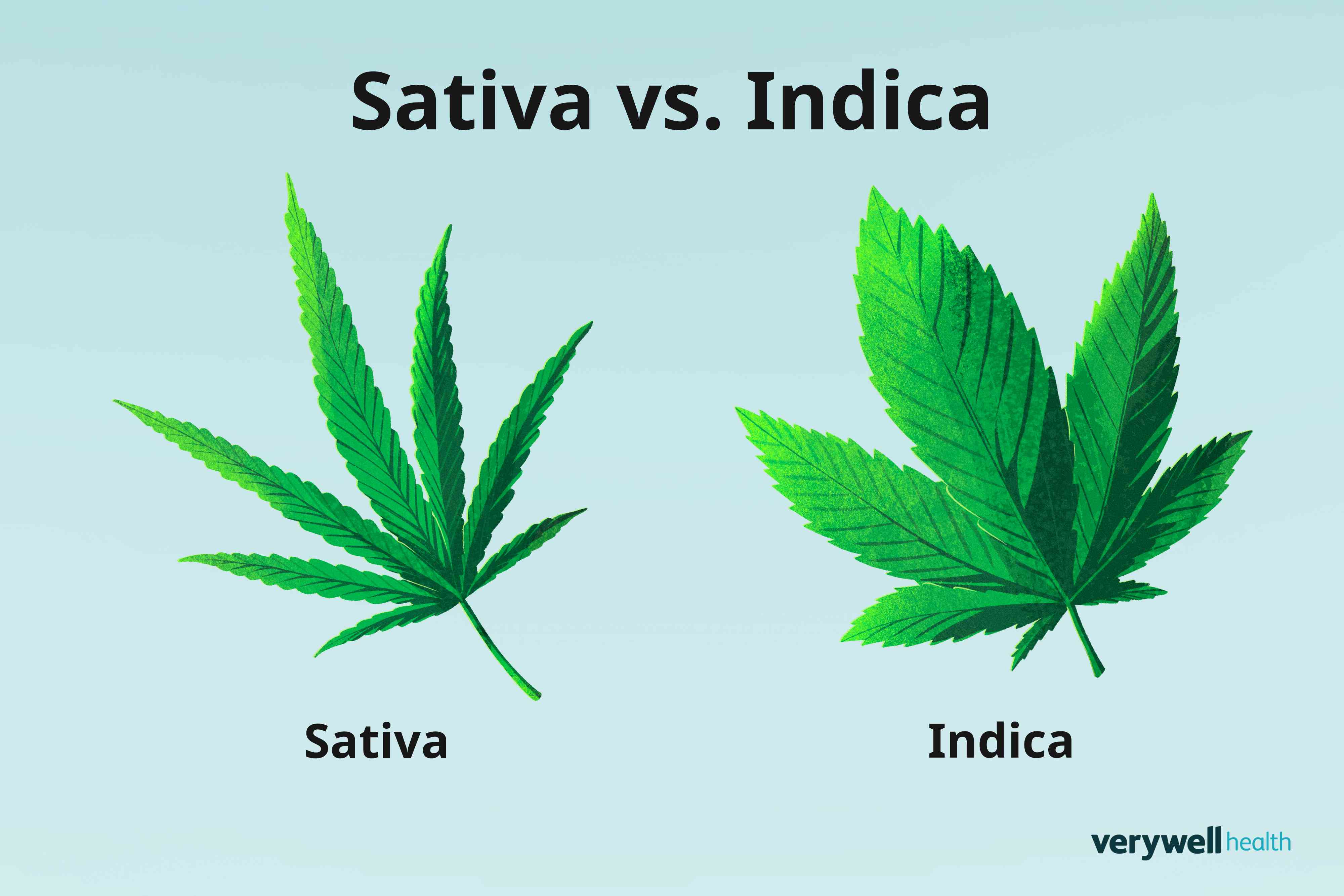 Indica vs. Sativa vs. Hybrids: Which is Better For You?