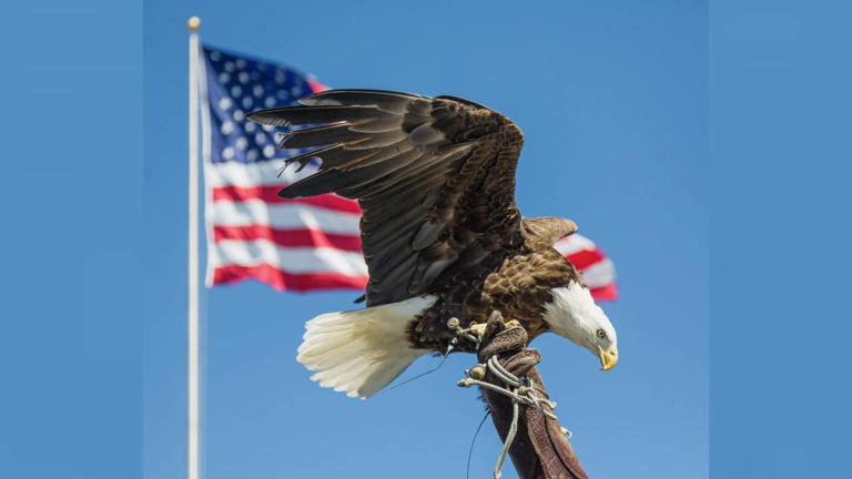 Georgia Southern University mourns death of live bald eagle mascot