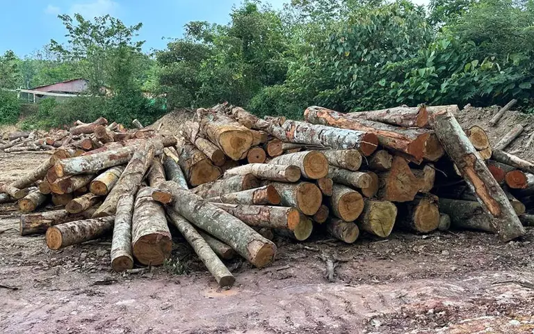 Timber, plants worth nearly RM4mil seized in Kelantan