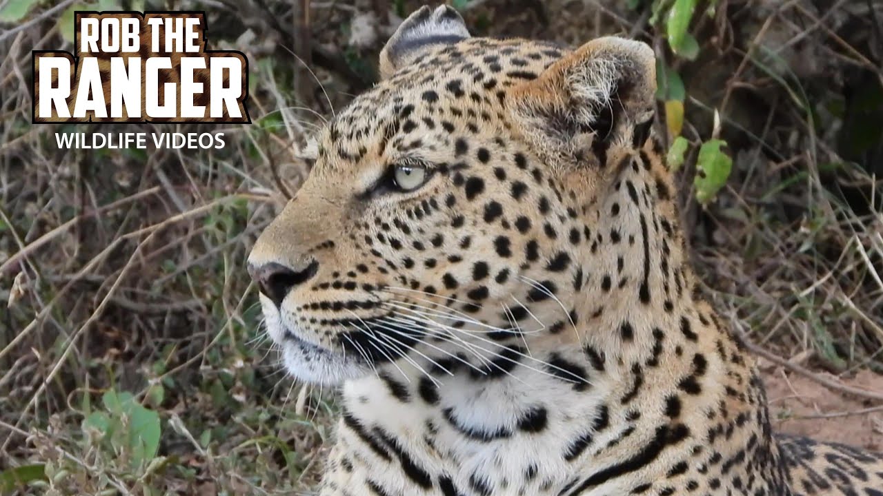Nalangu female leopard stalks prey on Mara North plains