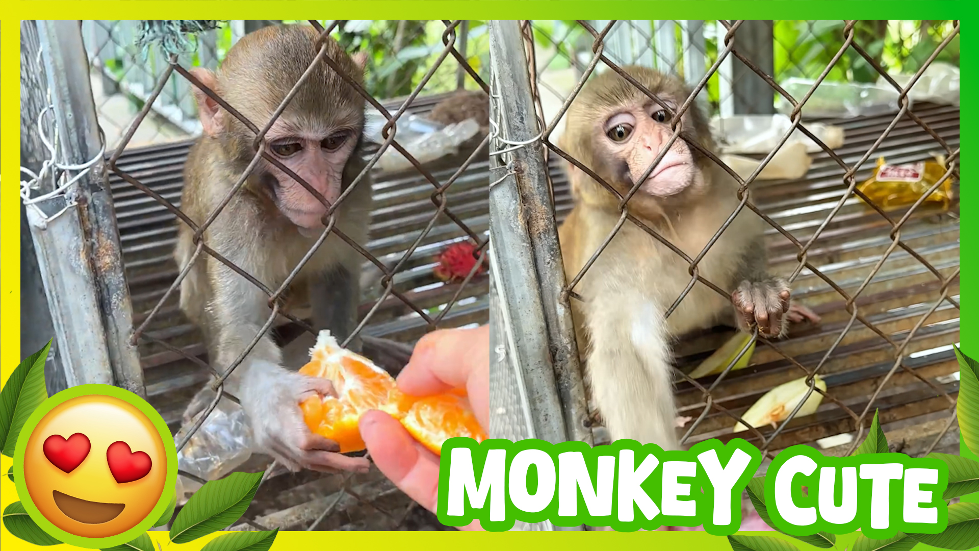 🐵 Cute Monkey! This Monkey Will Melt Your Heart – VDS Monkey 😍🐒