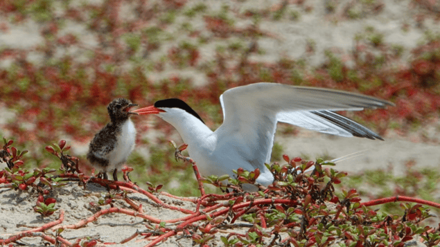 Breakthrough seabird discovery: Large breeding grounds found on Gulf of ...