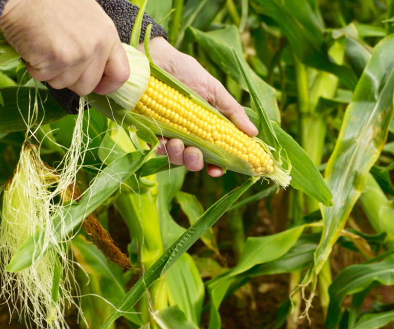 7 vegetables to sow in June – for a bountiful supply of homegrown ...